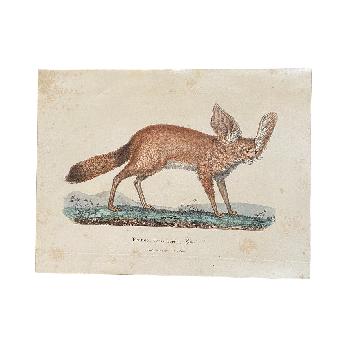 French Antique 18th Century “Fennee” Animal Engraving Hand Colored Art ...