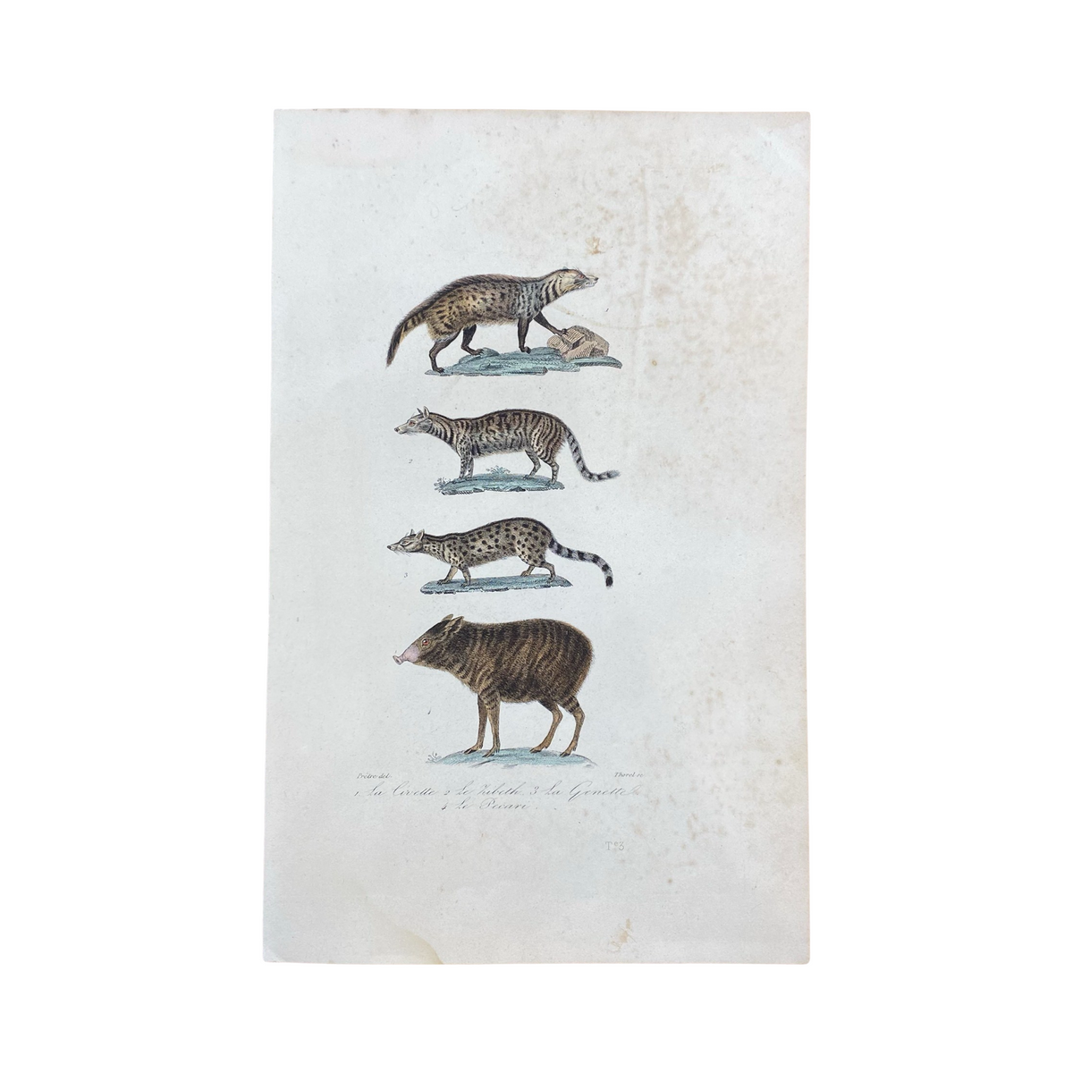 French Antique 18th Century "La Genette" Animal Engraving Hand Colored ...