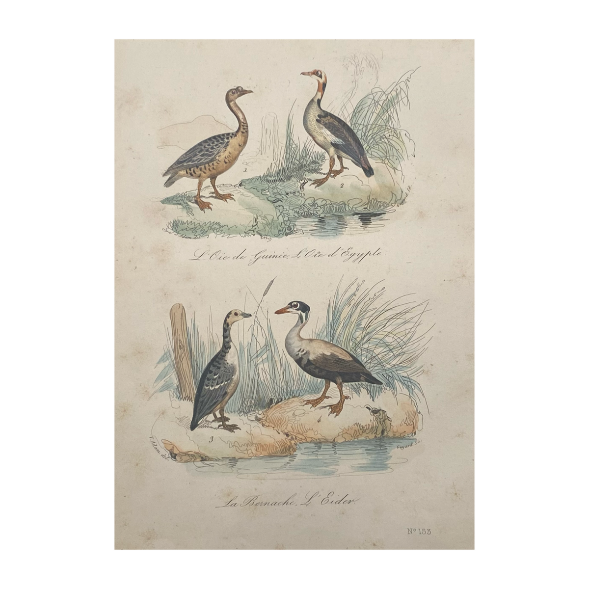 French Antique 18th Century “L’Oie de Guinee” Bird Engraving Hand Colo ...