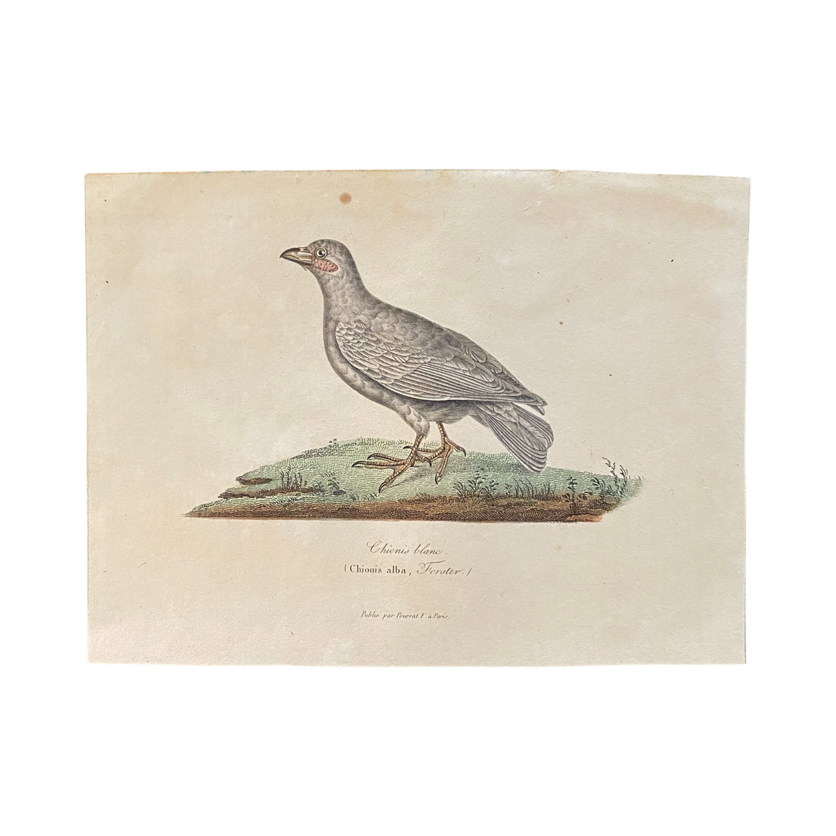 French Antique 18th Century “Chionis Alba” Bird Engraving Hand Colored ...