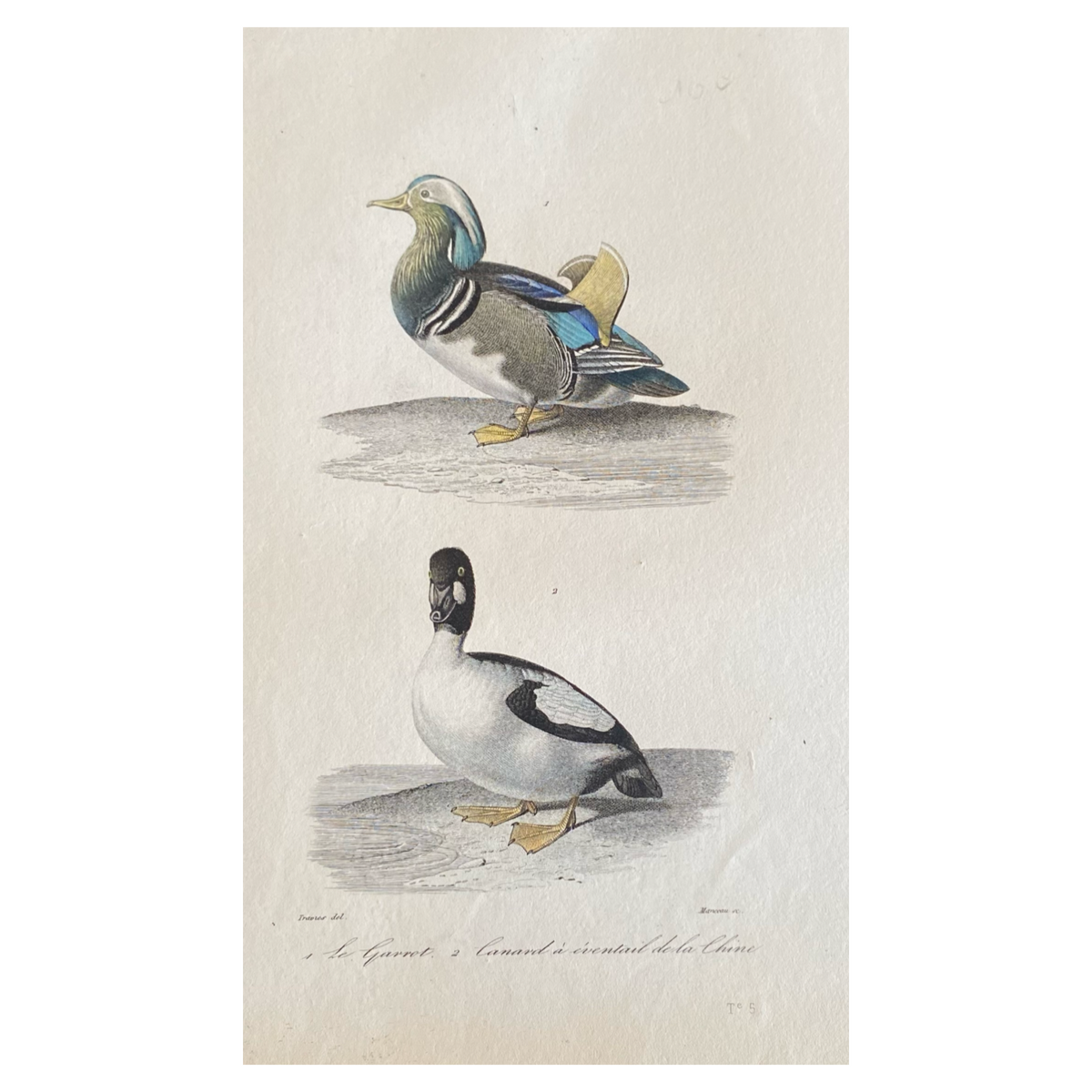 French Antique 18th Century “Le Garrot” Bird Engraving Hand Colored Ar ...